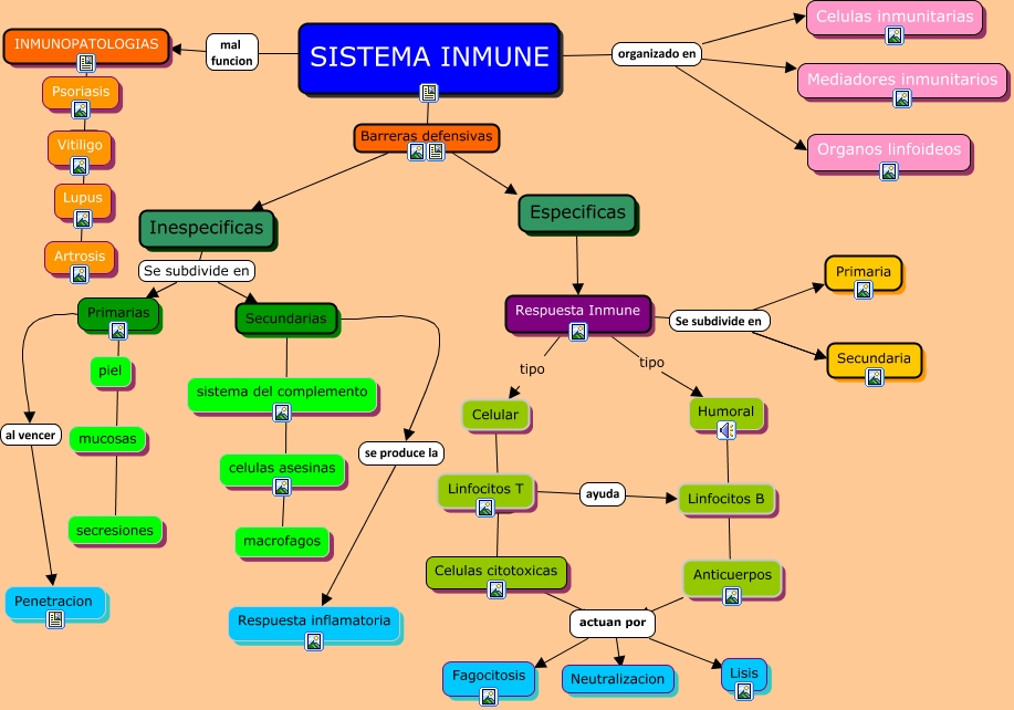 SISTEMA INMUNE - Cual es el mecanismo del sistema inmune?